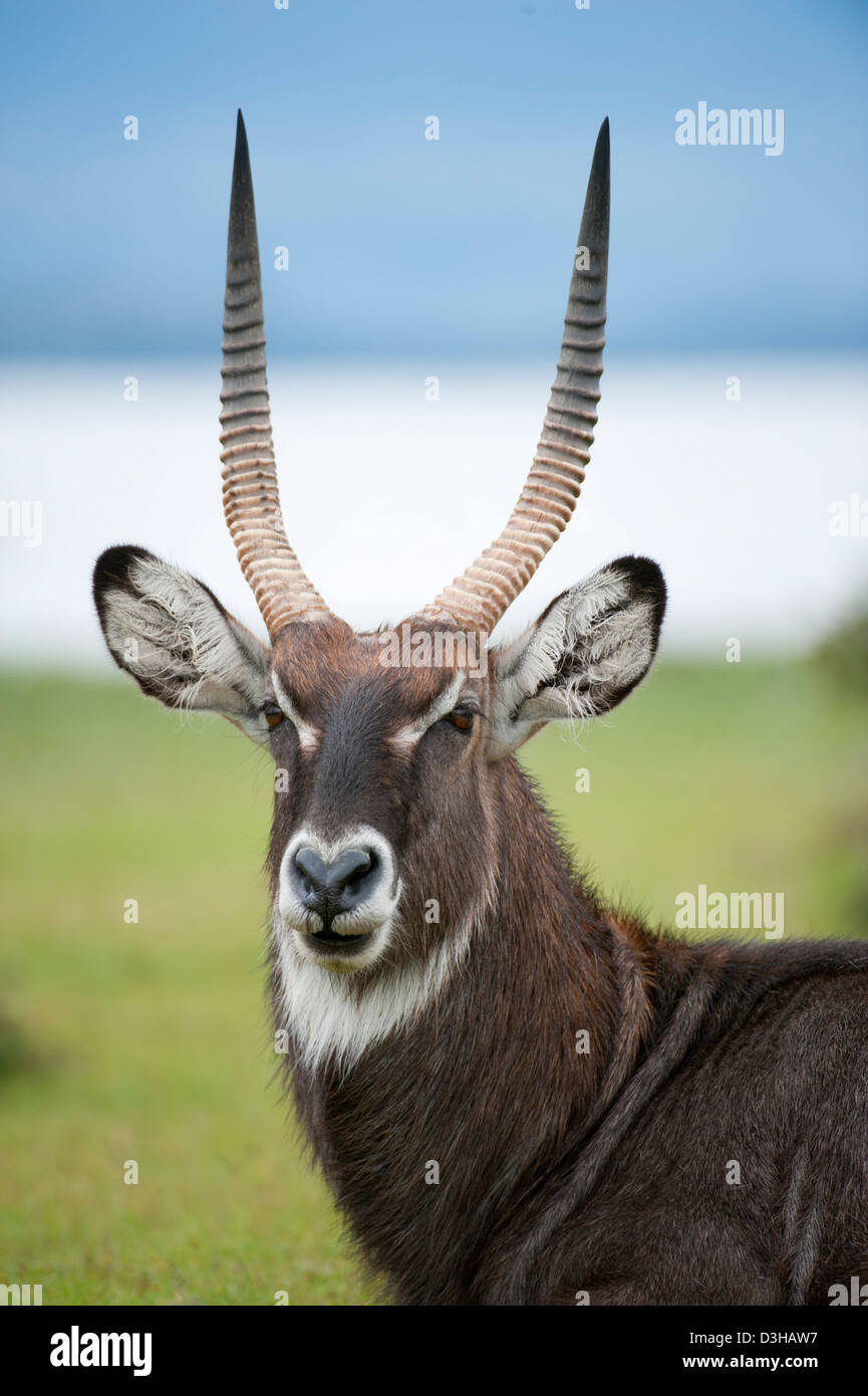 Defassa waterbuck (Kobus ellipsiprymnus defassa), Crescent Island Game ...