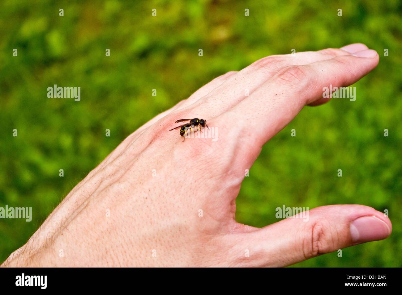 Wasp on hand hi-res stock photography and images - Alamy