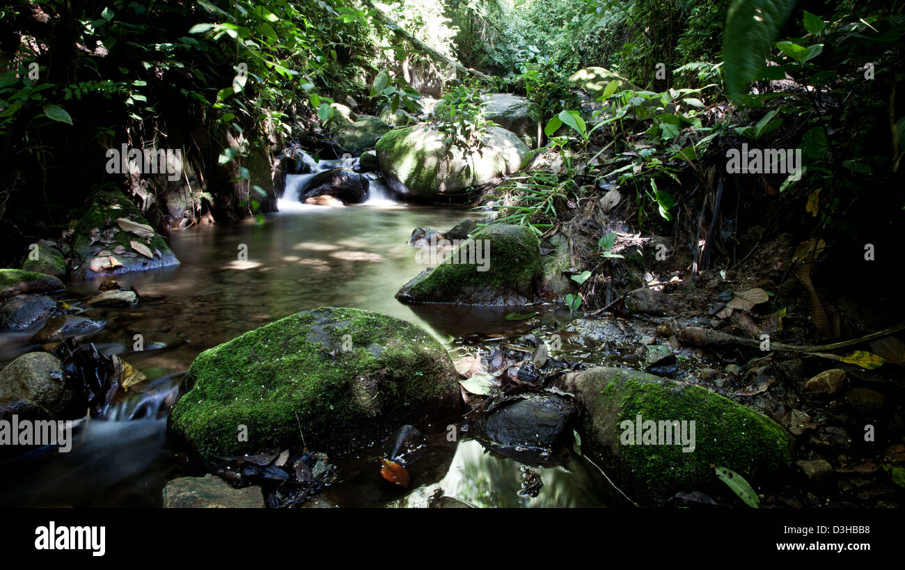 A gentle stream running through the Amazon rain forest in Ecuador Stock ...