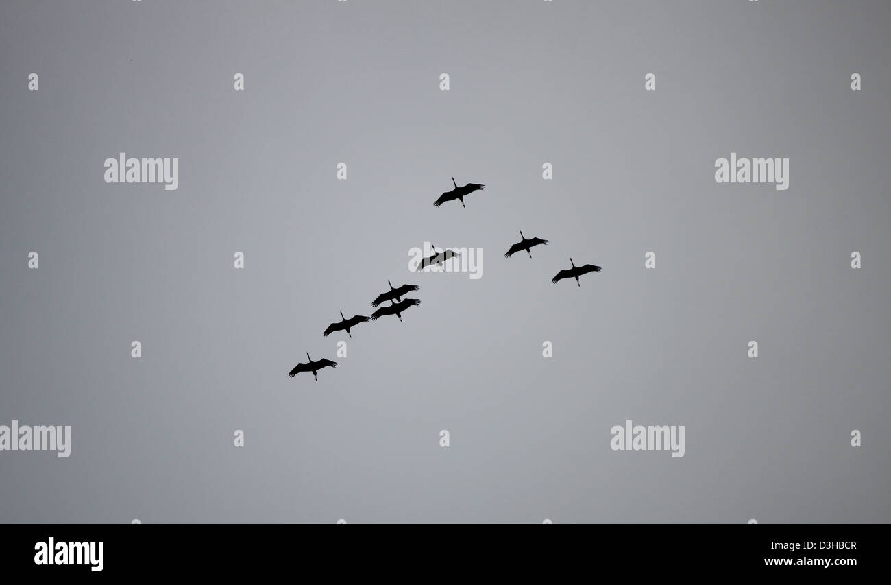 Fleet of birds Stock Photo - Alamy