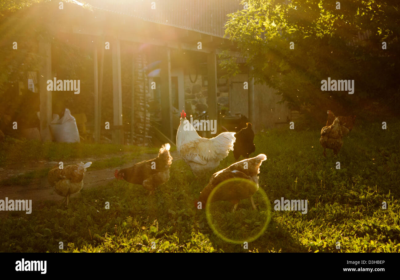 Rooster with chickens on a farm Stock Photo - Alamy