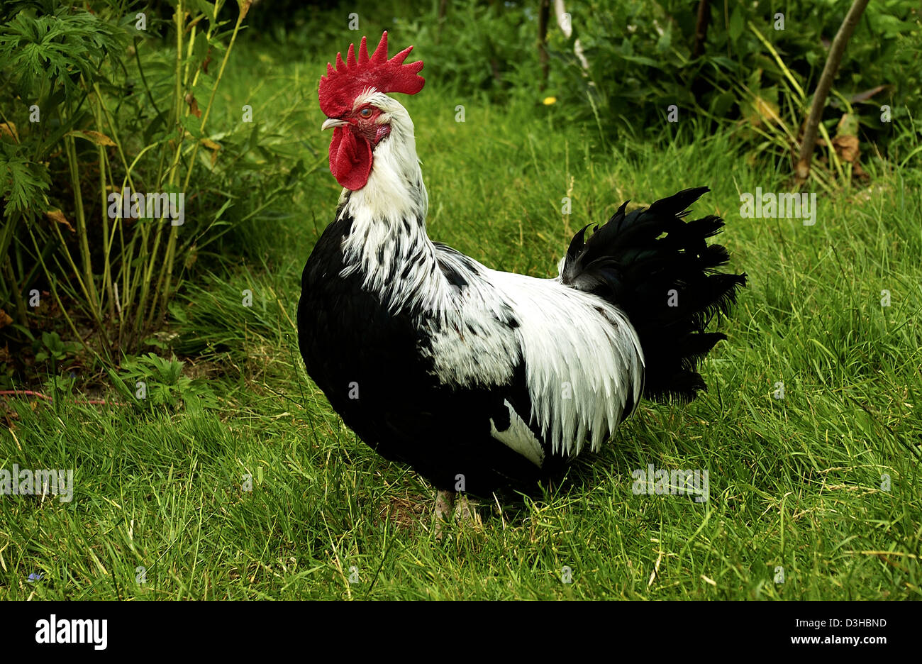 Black cockerel hi-res stock photography and images - Alamy