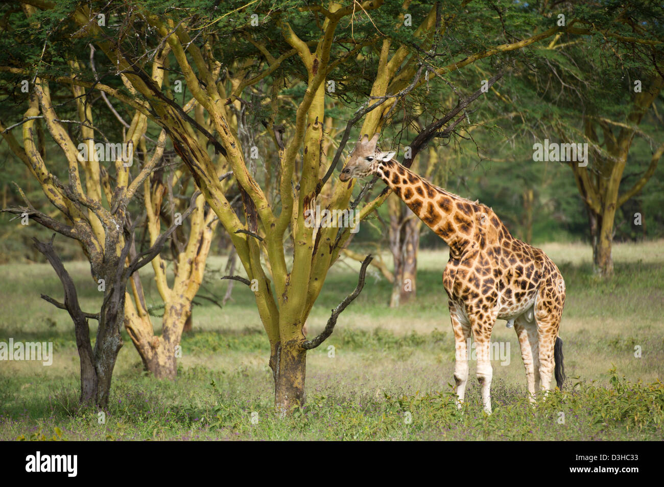 Maasai giraffe feeding from yellow fever trees (Giraffa camelopardalis ...