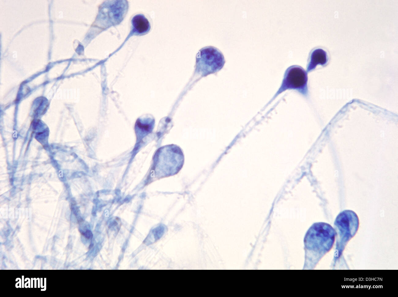 Zygomycetes hi-res stock photography and images - Alamy