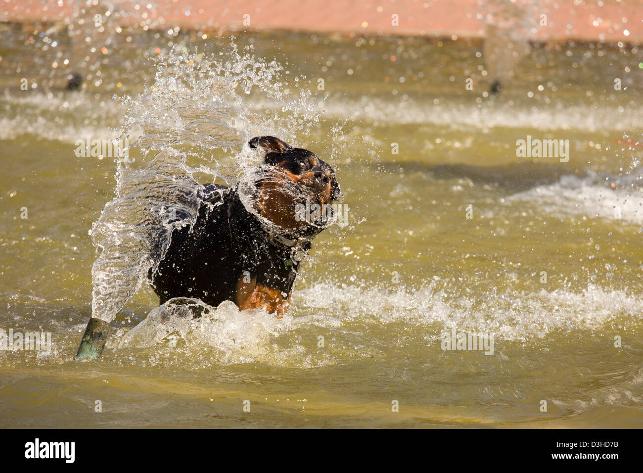 Happy Rottweiler Playing in the Water Fountain on a Hot Summer Day ...