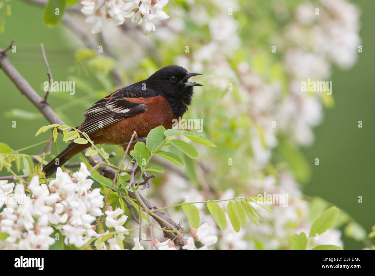 Orchard Oriole singing in Black Locust Tree Flowers bird birds songbird ...