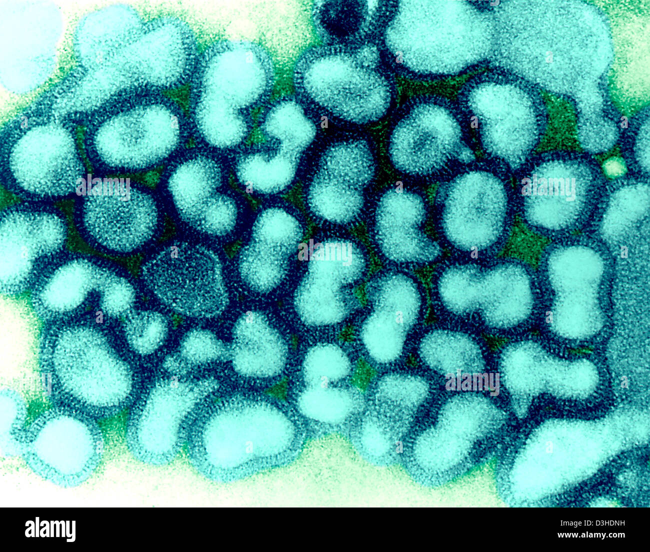 INFLUENZA A VIRUS, TEM Stock Photo - Alamy