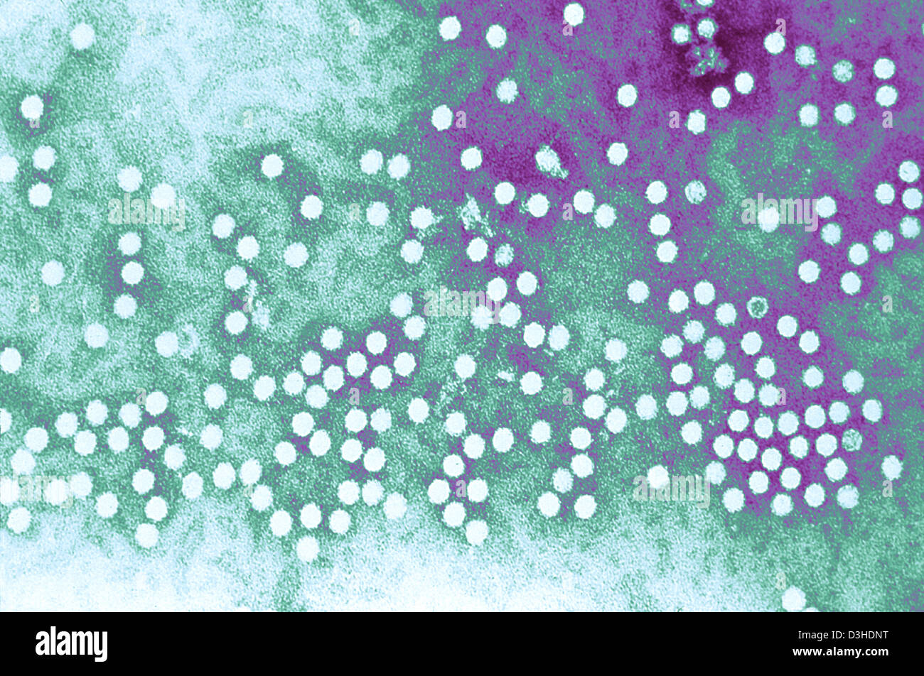 Parvovirus hi-res stock photography and images - Alamy