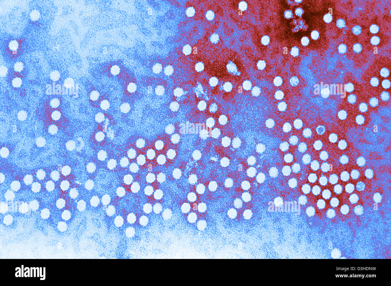Parvovirus hi-res stock photography and images - Alamy