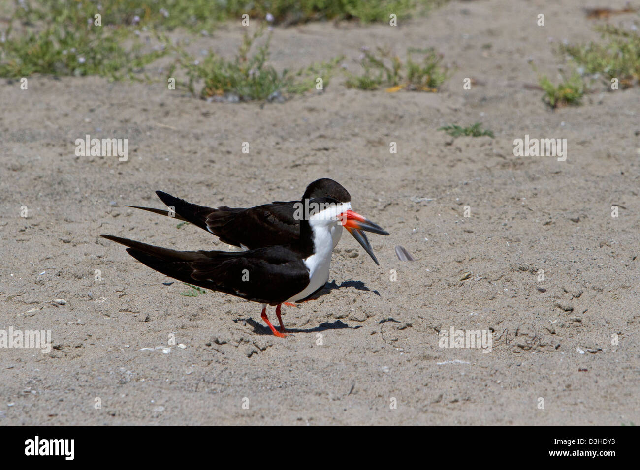 Black Skimmer (Rynchops niger) male (larger bill) & female on Santa ...