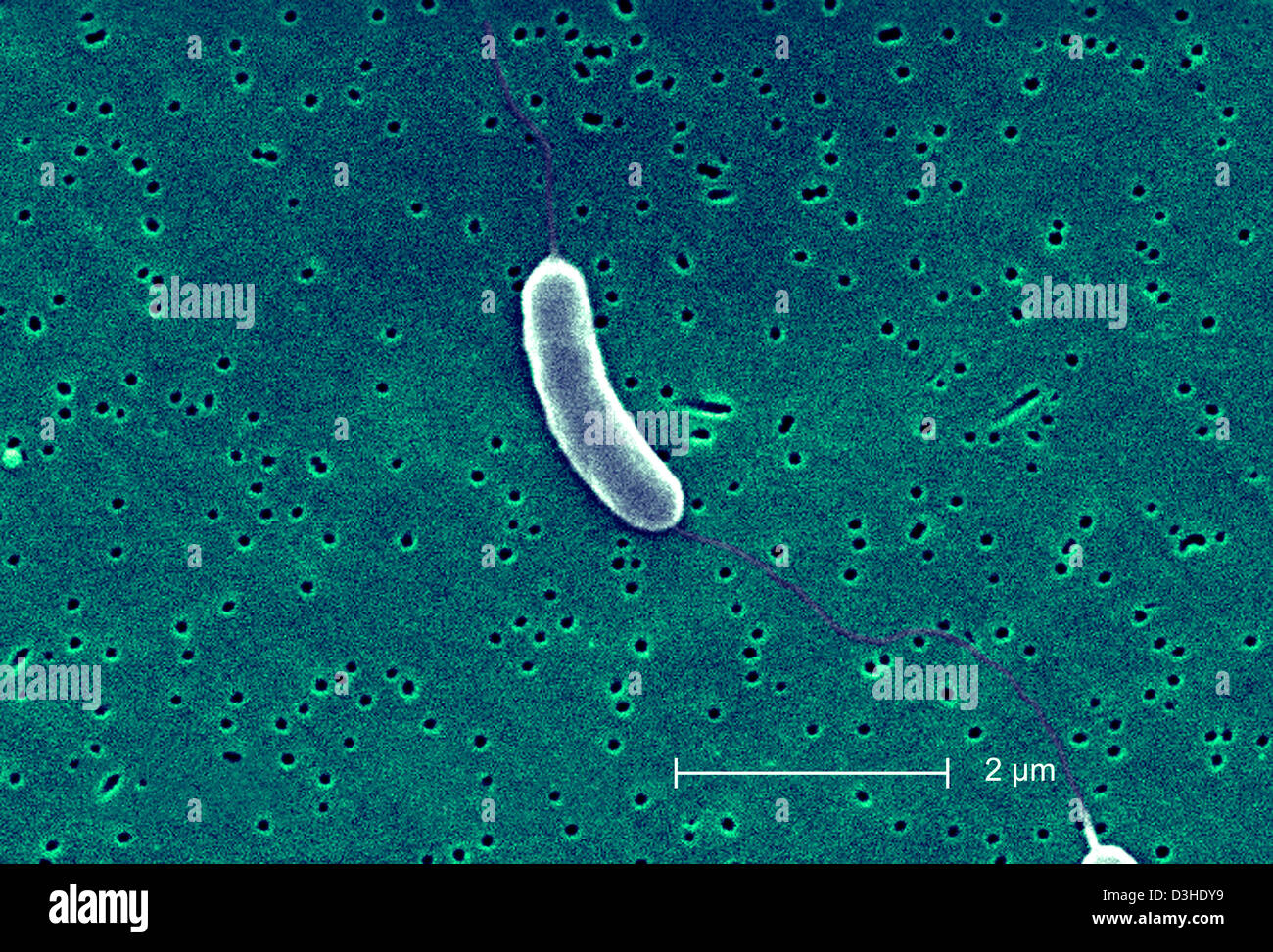 Vibrio sp hi-res stock photography and images - Alamy