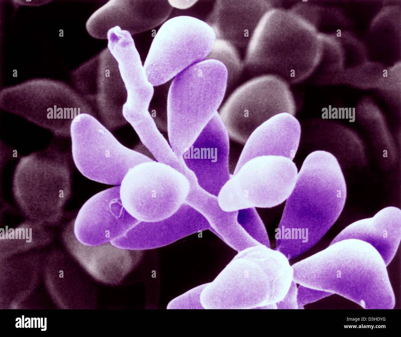 Mould Microscope Stock Photos & Mould Microscope Stock Images - Alamy