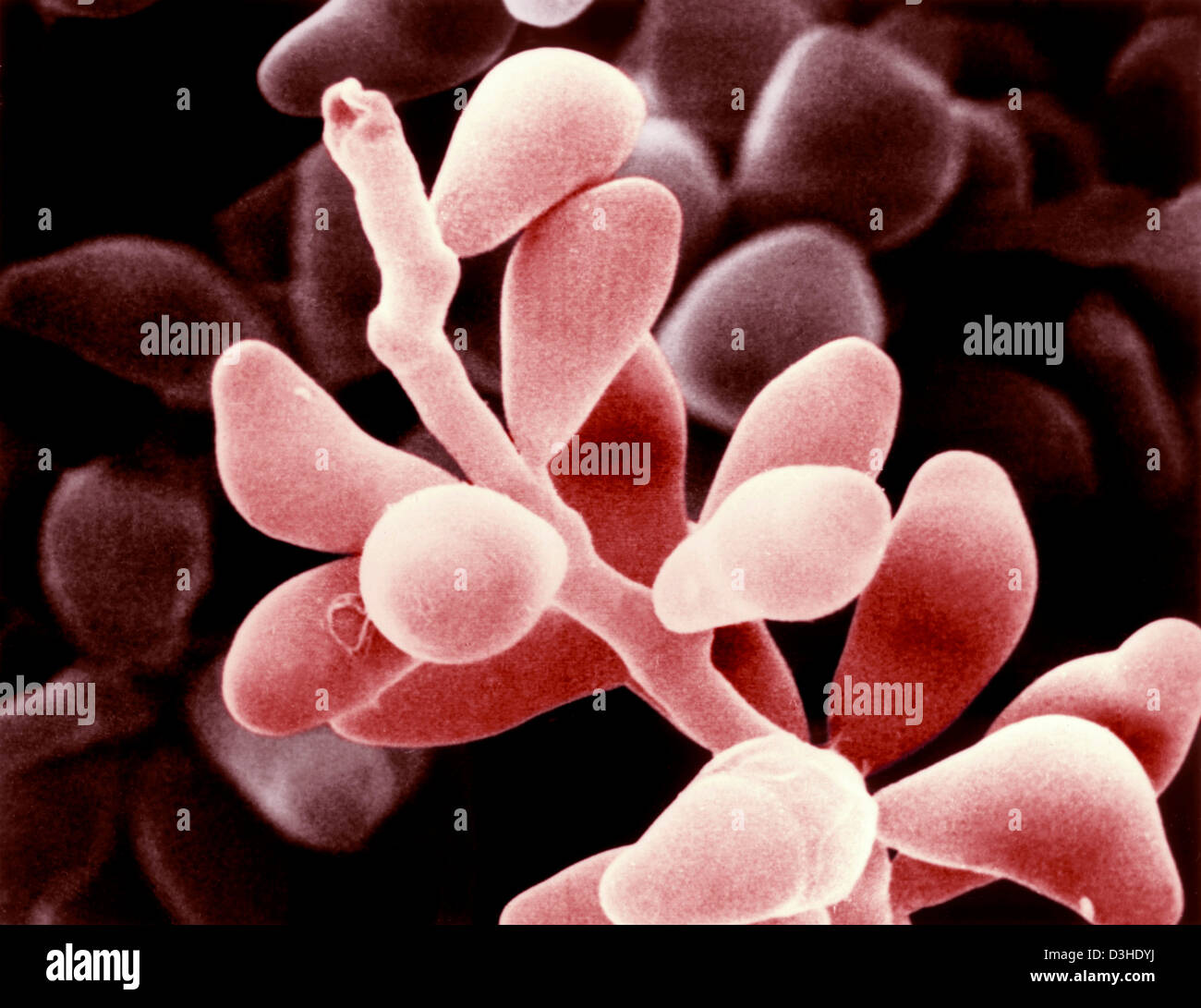 Mold micrograph hi-res stock photography and images - Alamy