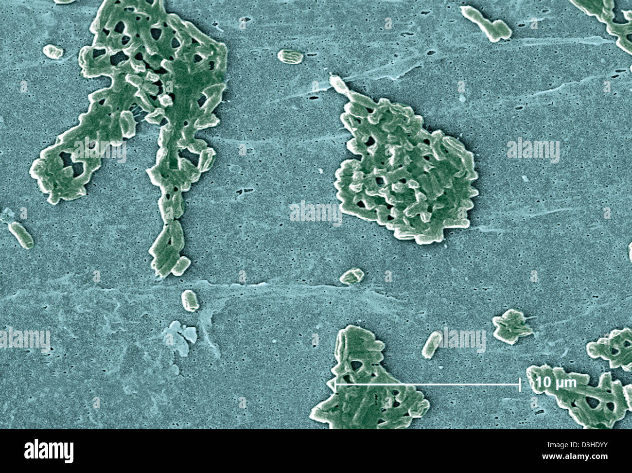 Escherichia coli micrograph hi-res stock photography and images - Alamy