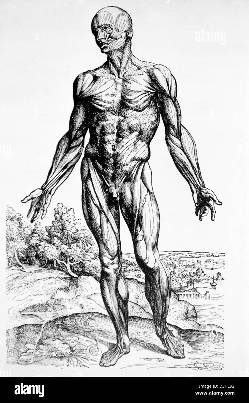 Anatomical drawings muscles Black and White Stock Photos & Images - Alamy