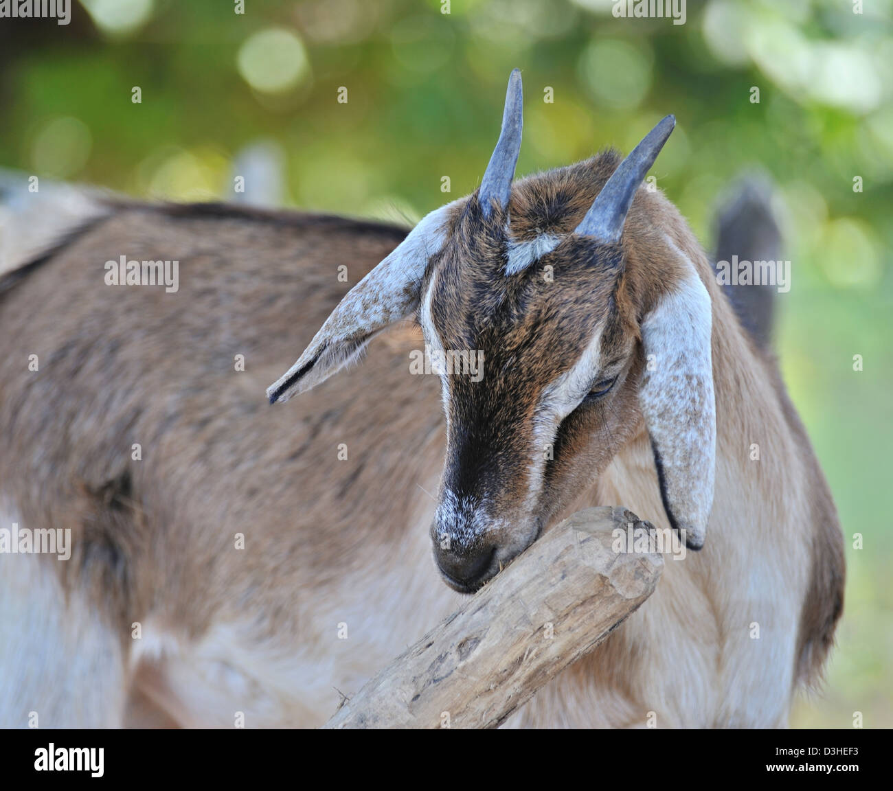 Goat, Sugar Mills Valley, Cuba Stock Photo - Alamy