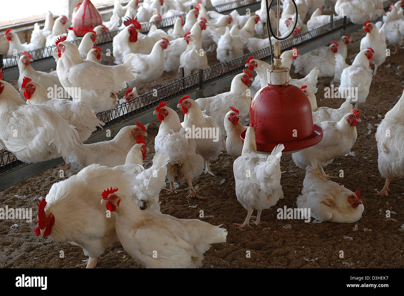 Chicken senegal hi-res stock photography and images - Alamy