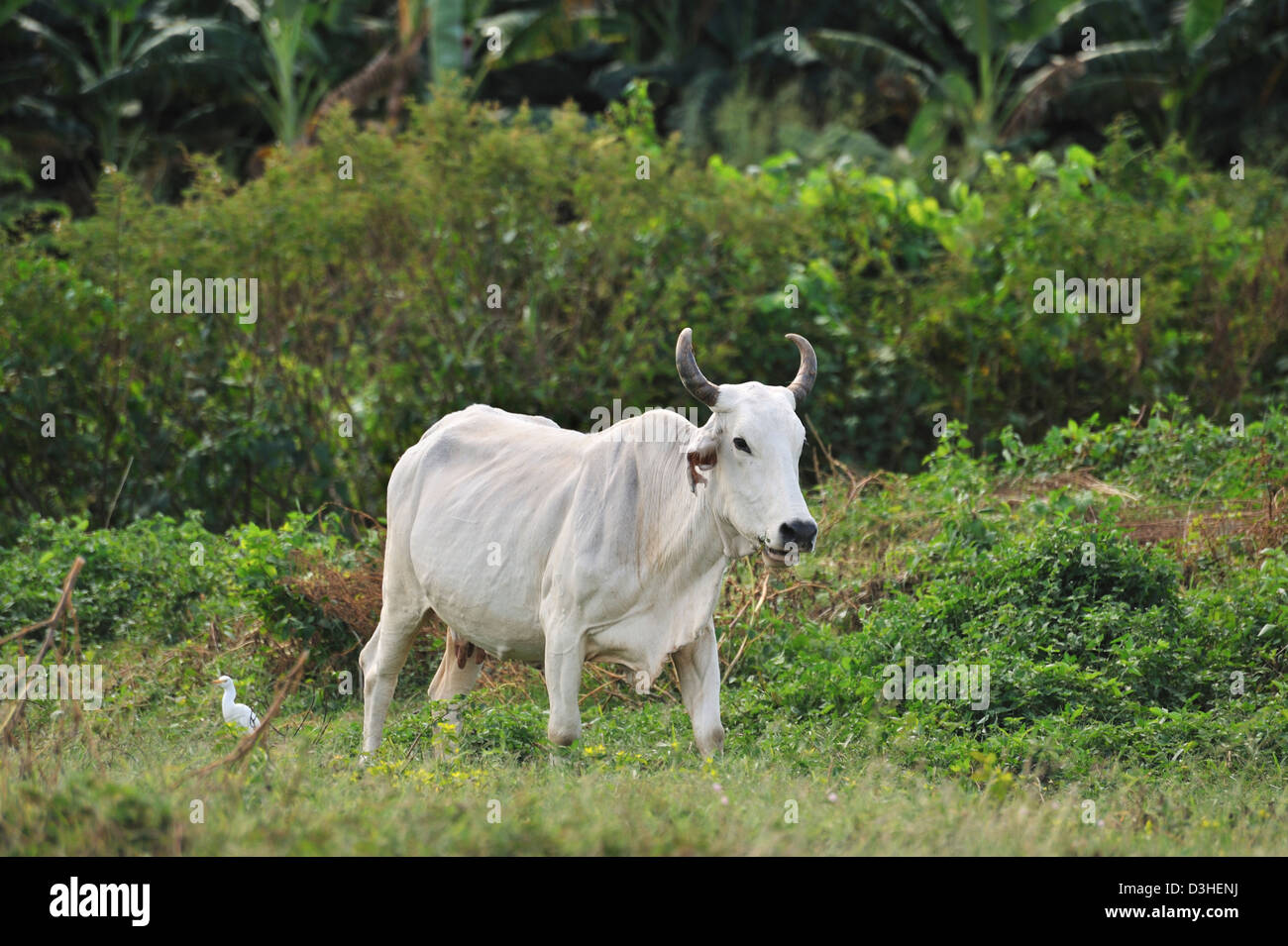 Cuban cow hi-res stock photography and images - Alamy