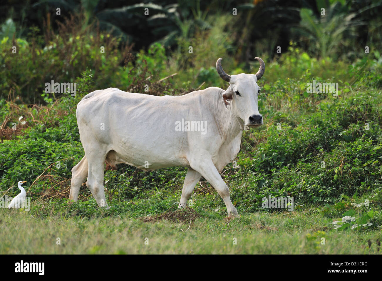 Cuban cow hi-res stock photography and images - Alamy