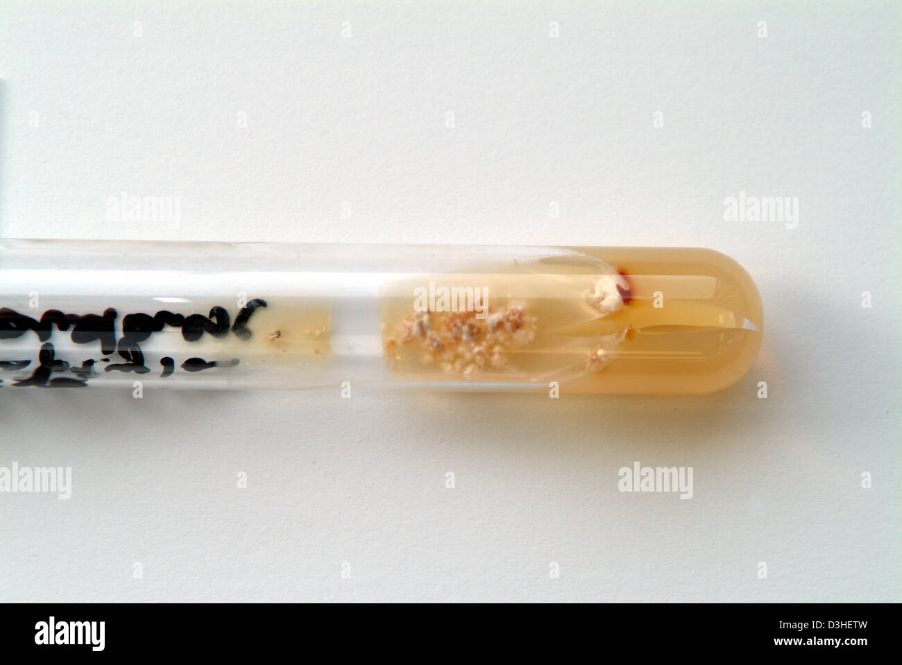 Trichophyton soudanense hi-res stock photography and images - Alamy