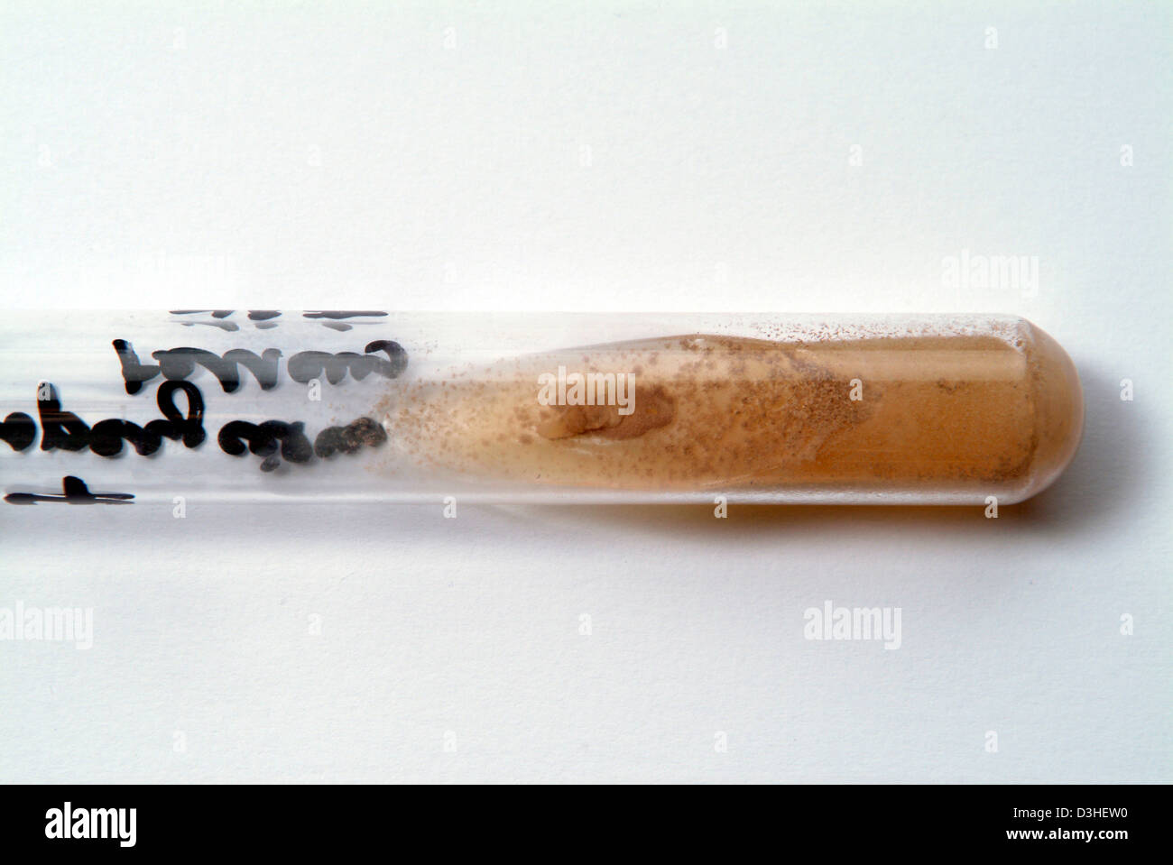 Aspergillus terreus hi-res stock photography and images - Alamy