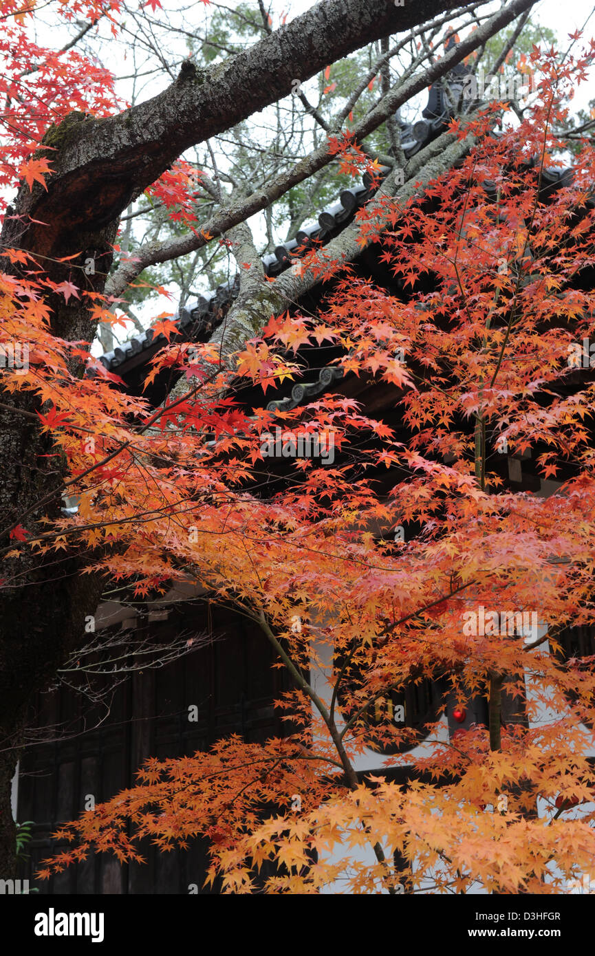 red autumn colour in Kyoto Stock Photo - Alamy