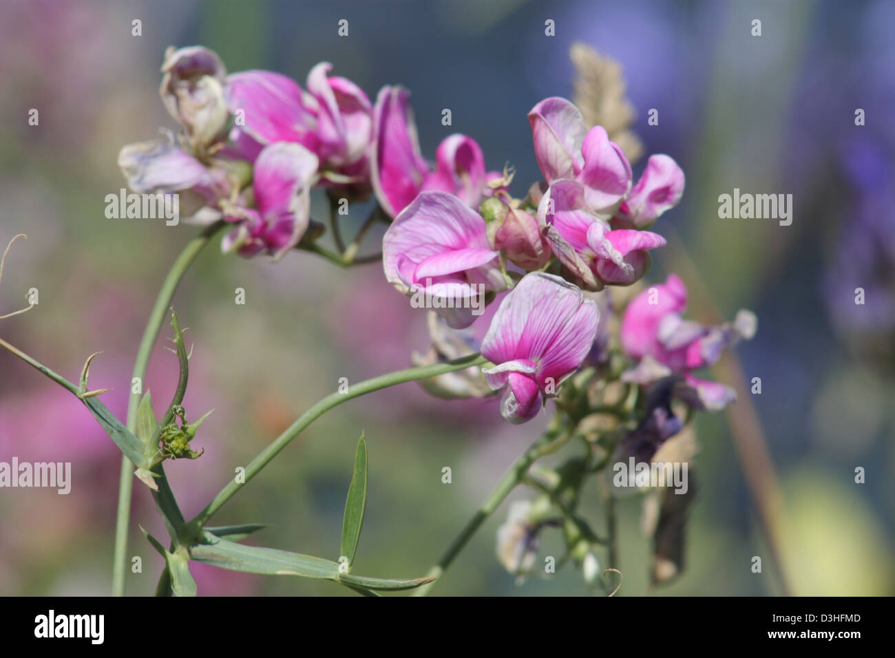 Wild flower sweet pea hi-res stock photography and images - Alamy