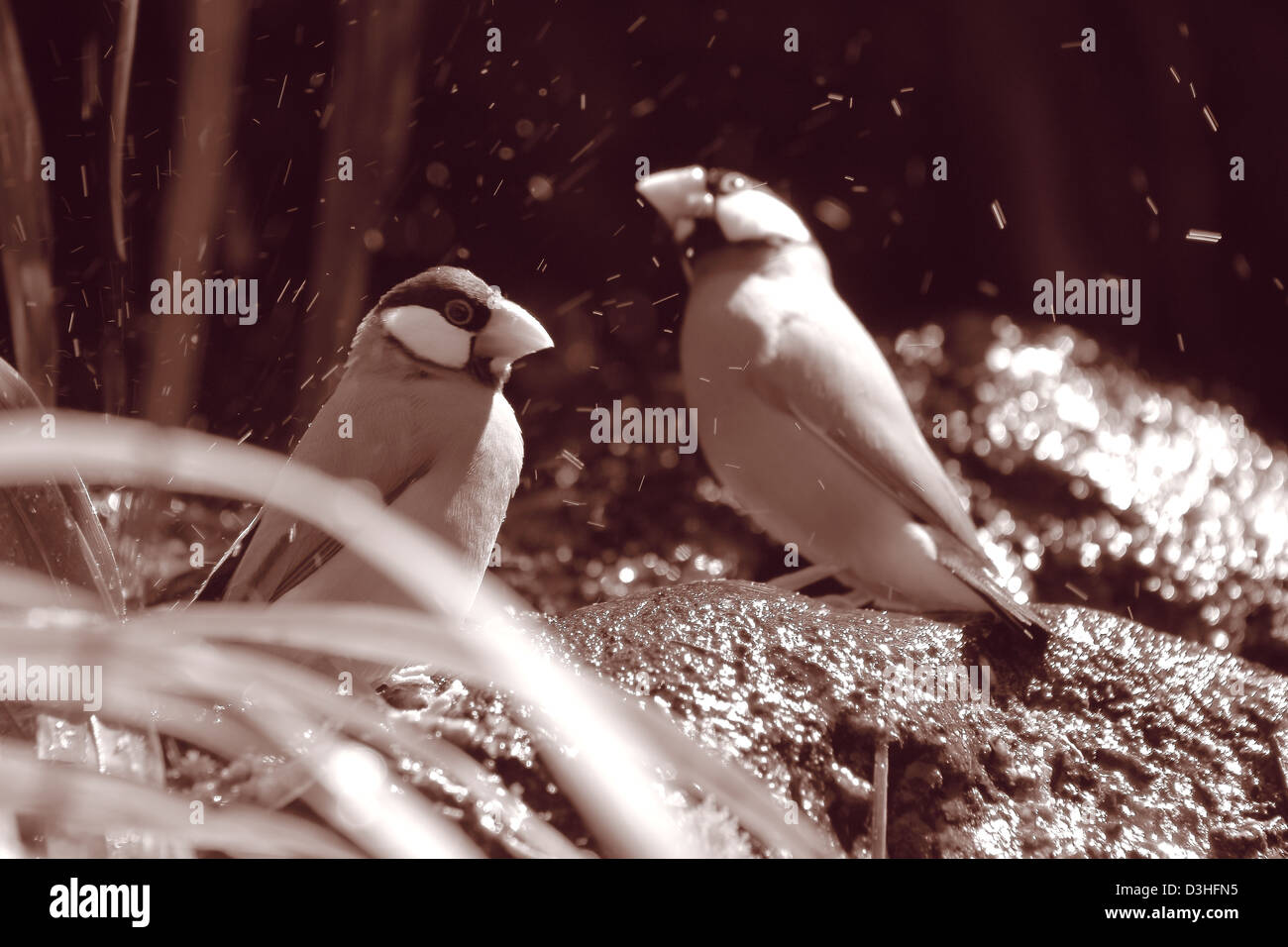 Java Sparrows bathing under waterfall Stock Photo - Alamy