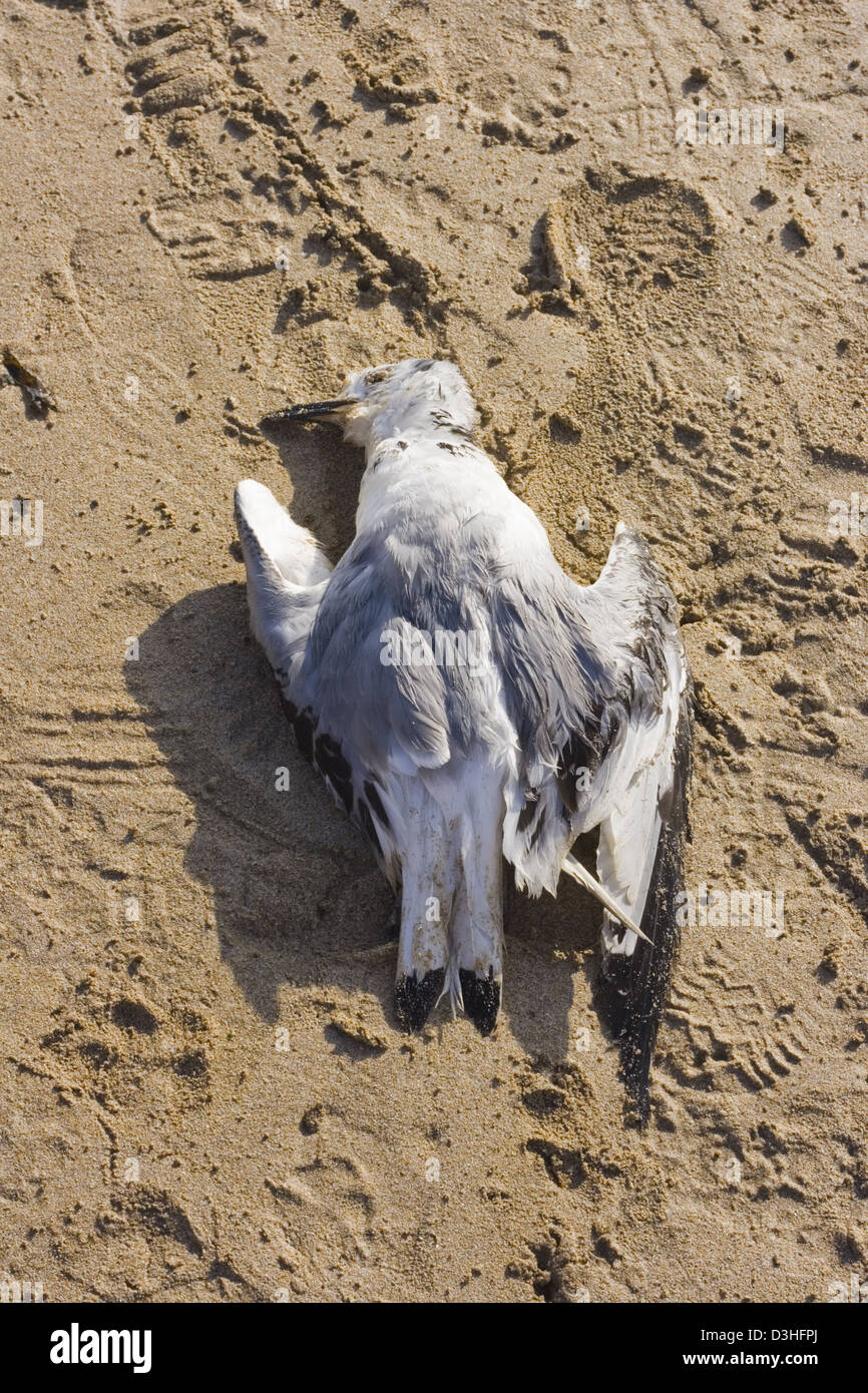 Dead seagull on a beach Stock Photo - Alamy
