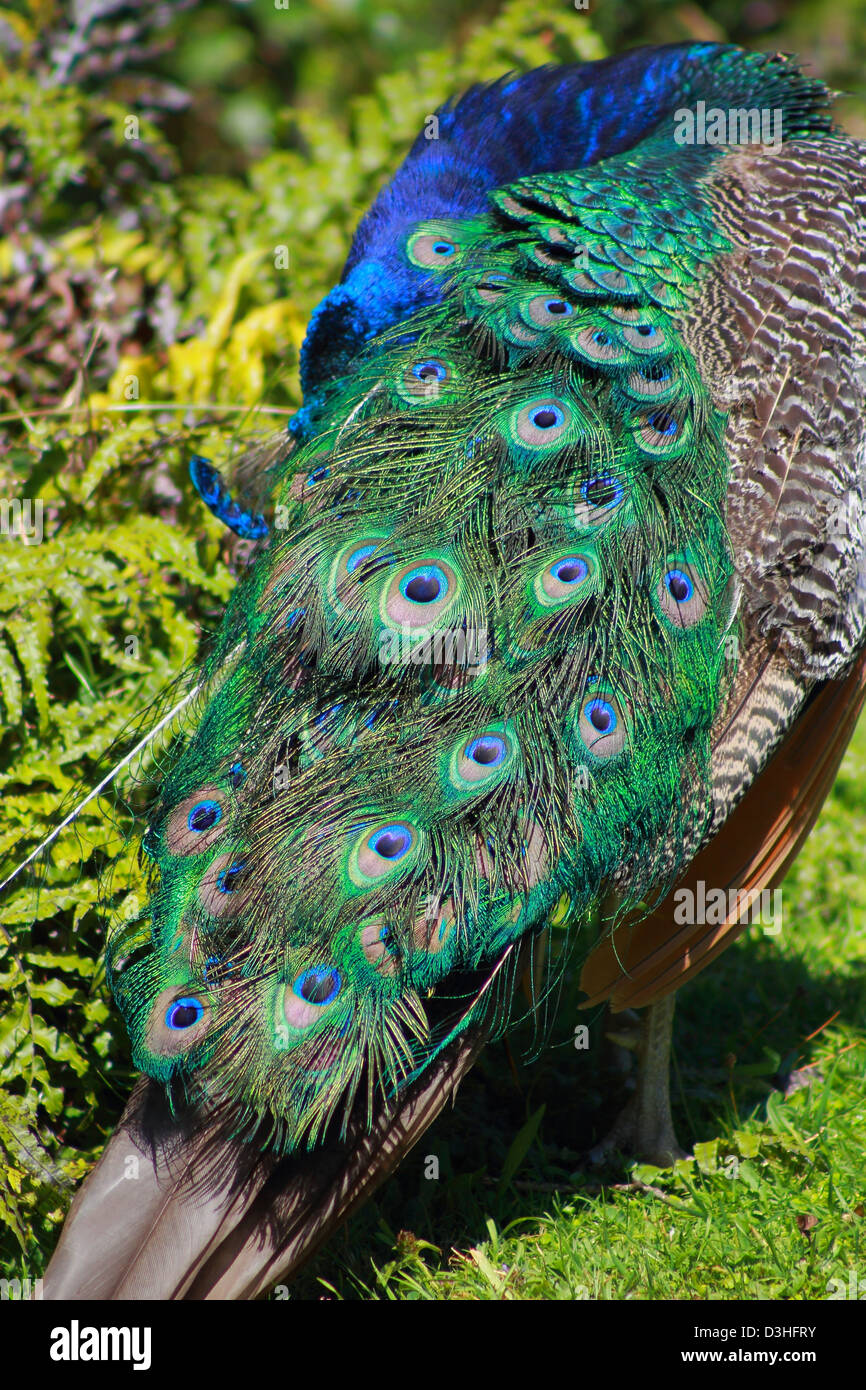 Peacock preening hi-res stock photography and images - Alamy