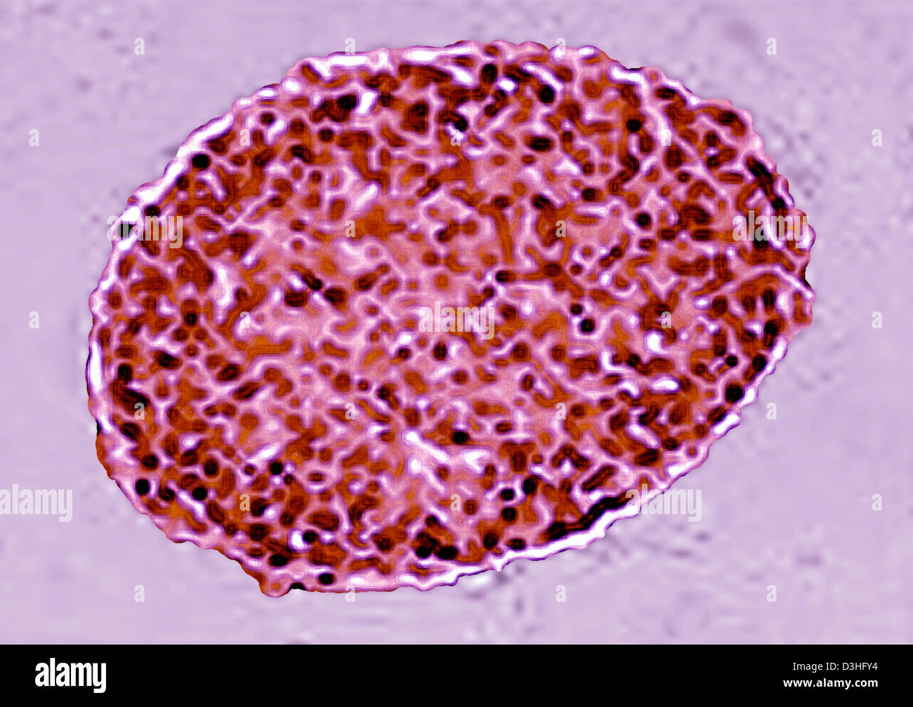 EMBRYONIC STEM CELL Stock Photo - Alamy