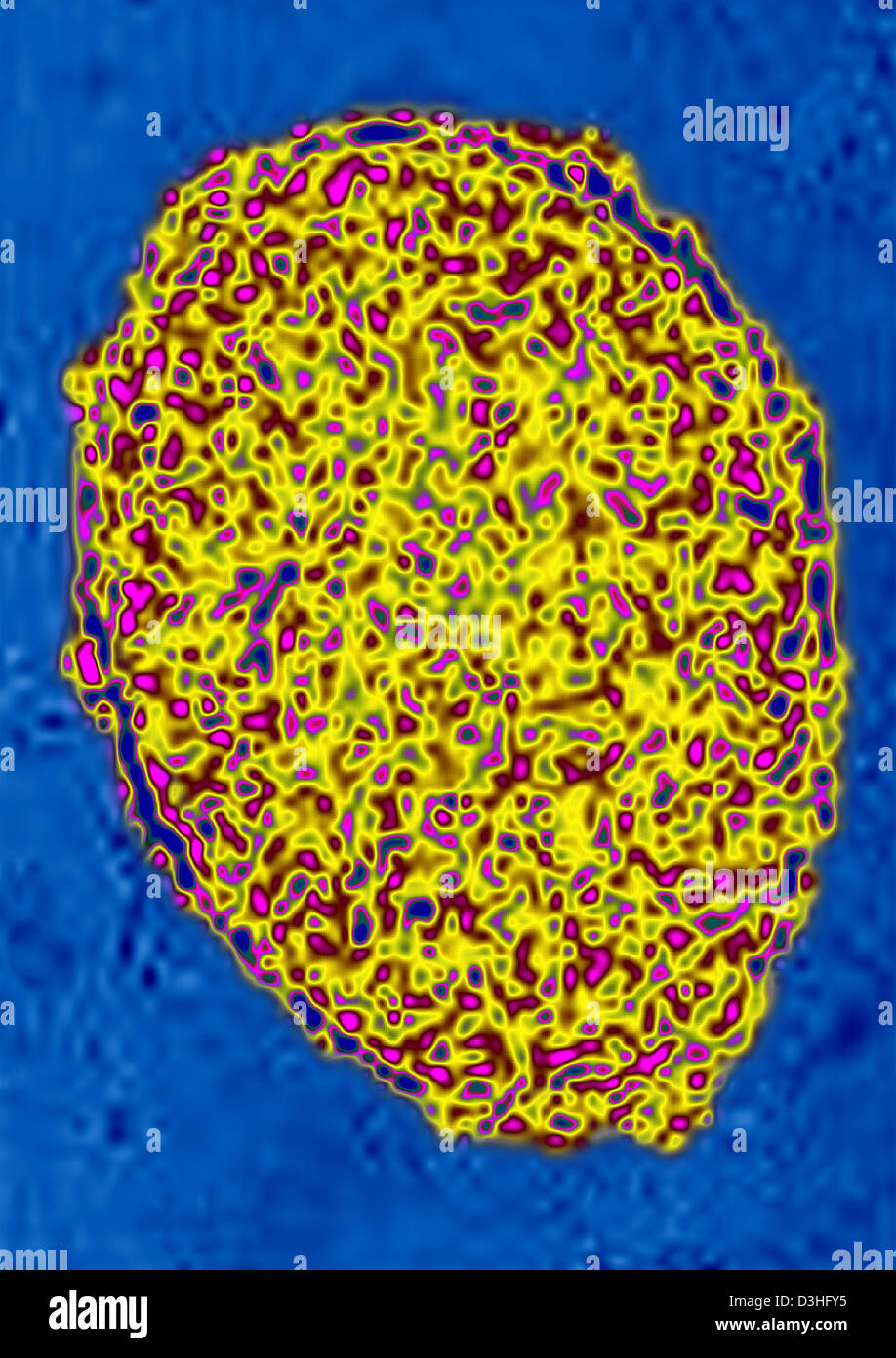 EMBRYONIC STEM CELL Stock Photo - Alamy