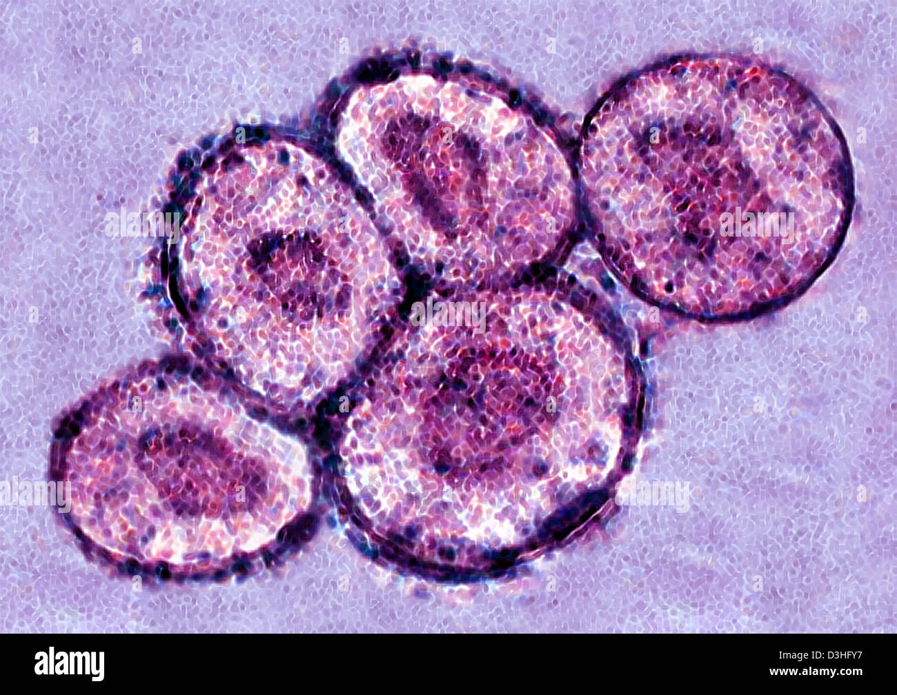 EMBRYONIC STEM CELL Stock Photo - Alamy