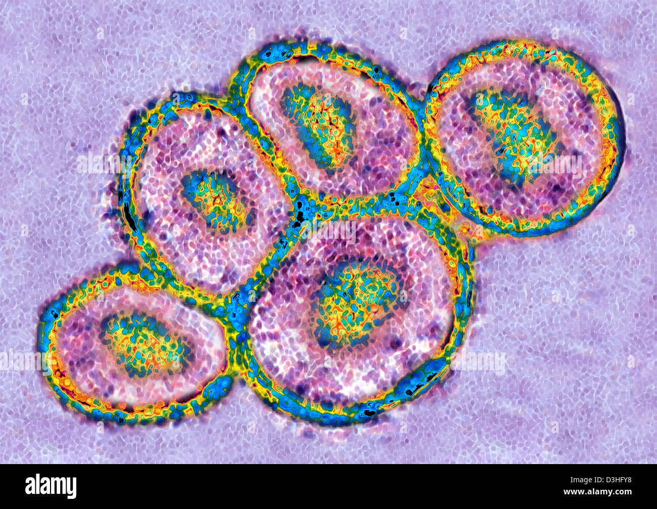 EMBRYONIC STEM CELL Stock Photo Alamy