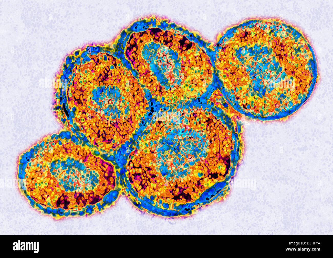 EMBRYONIC STEM CELL Stock Photo - Alamy
