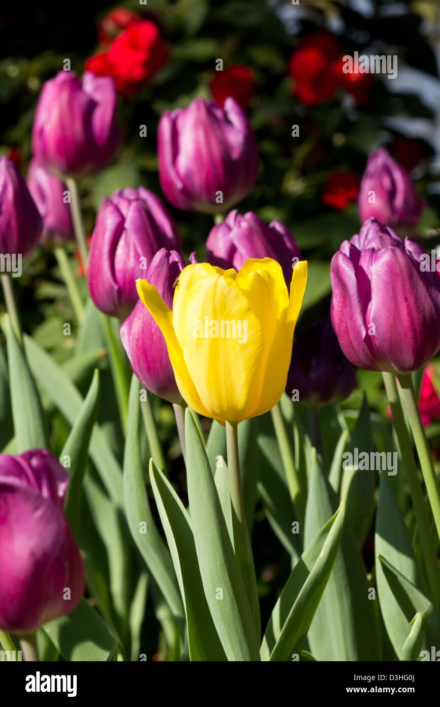 Yellow tulip in park hi-res stock photography and images - Alamy