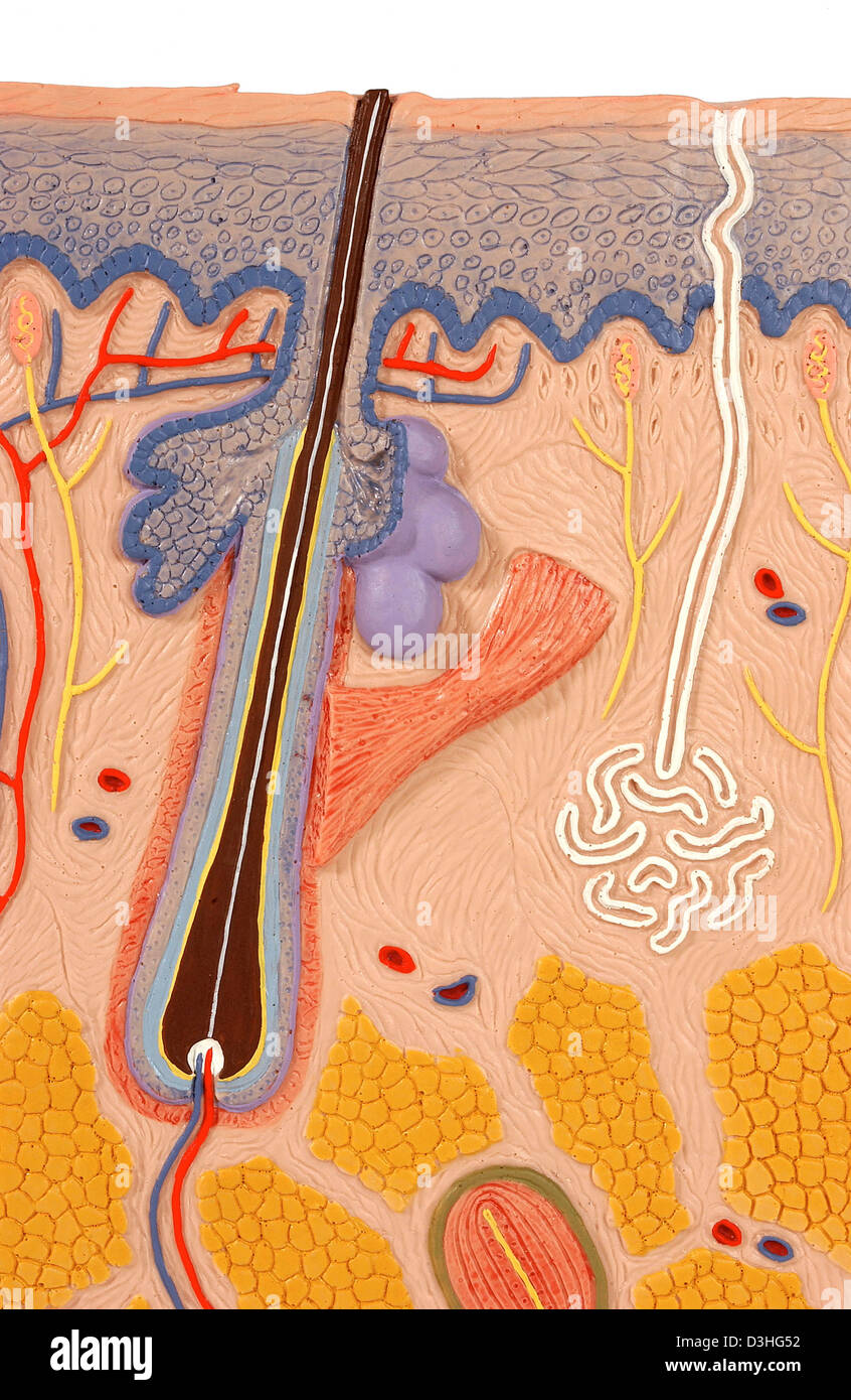 Sensory Nerves In The Skin Layers