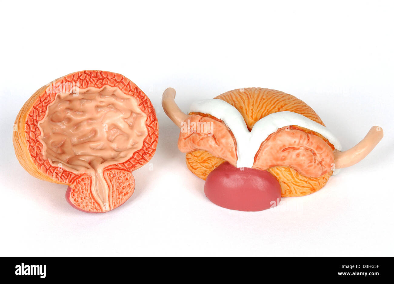 Prostatic vas deferens hi-res stock photography and images - Alamy