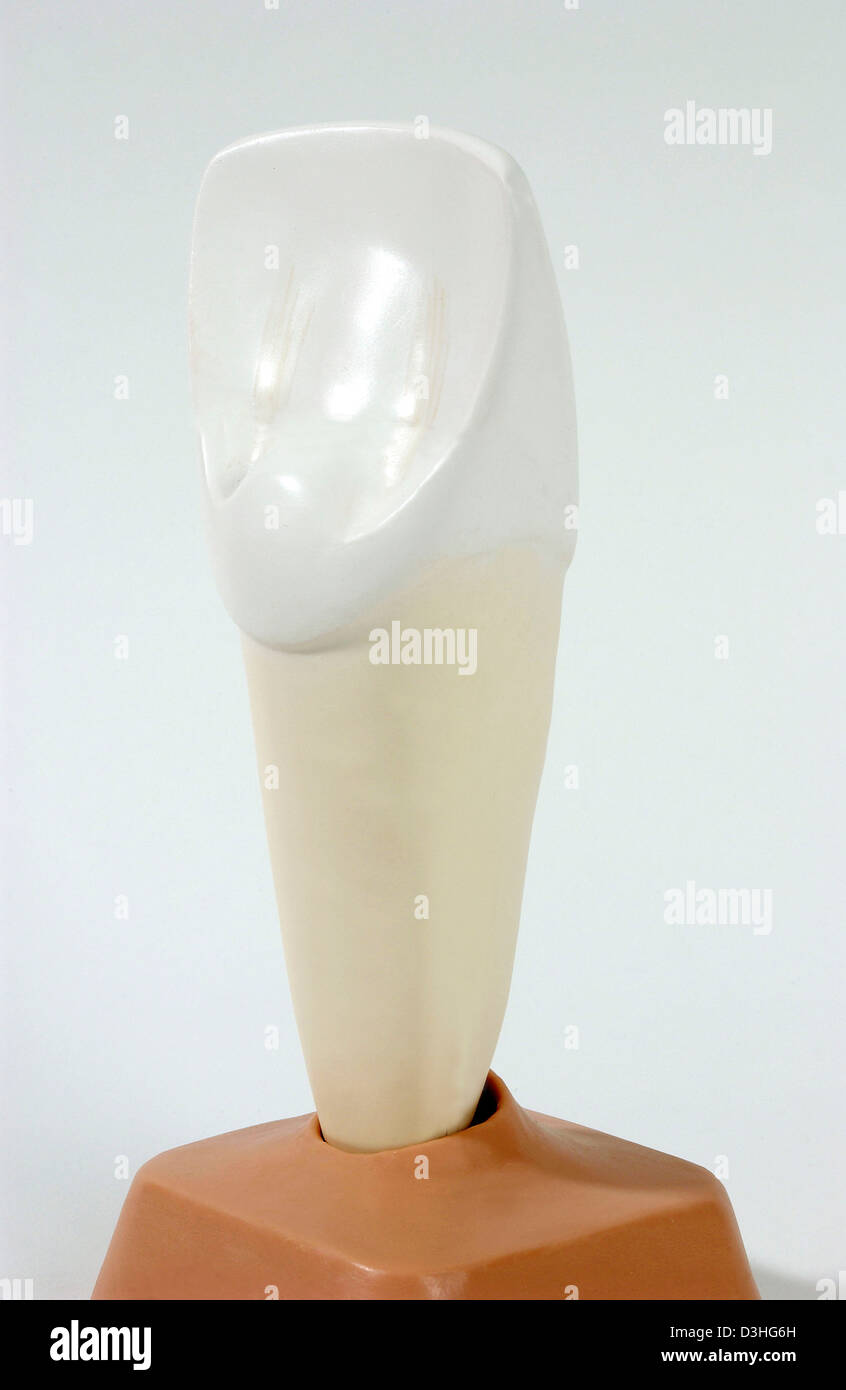 Anatomic root of the tooth hi-res stock photography and images - Alamy