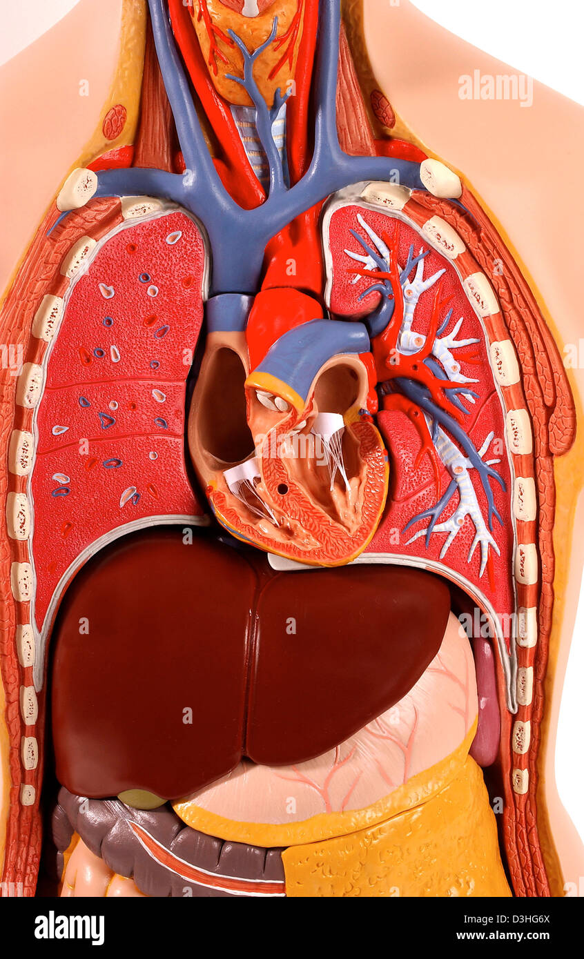 Valve of pulmonary trunk hi-res stock photography and images - Alamy