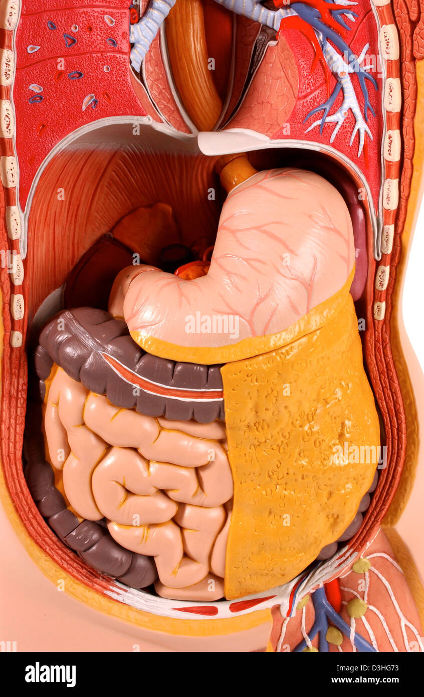 Splenic angle hi-res stock photography and images - Alamy