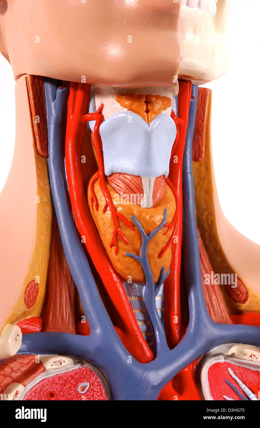Superior Thyroid Artery Model