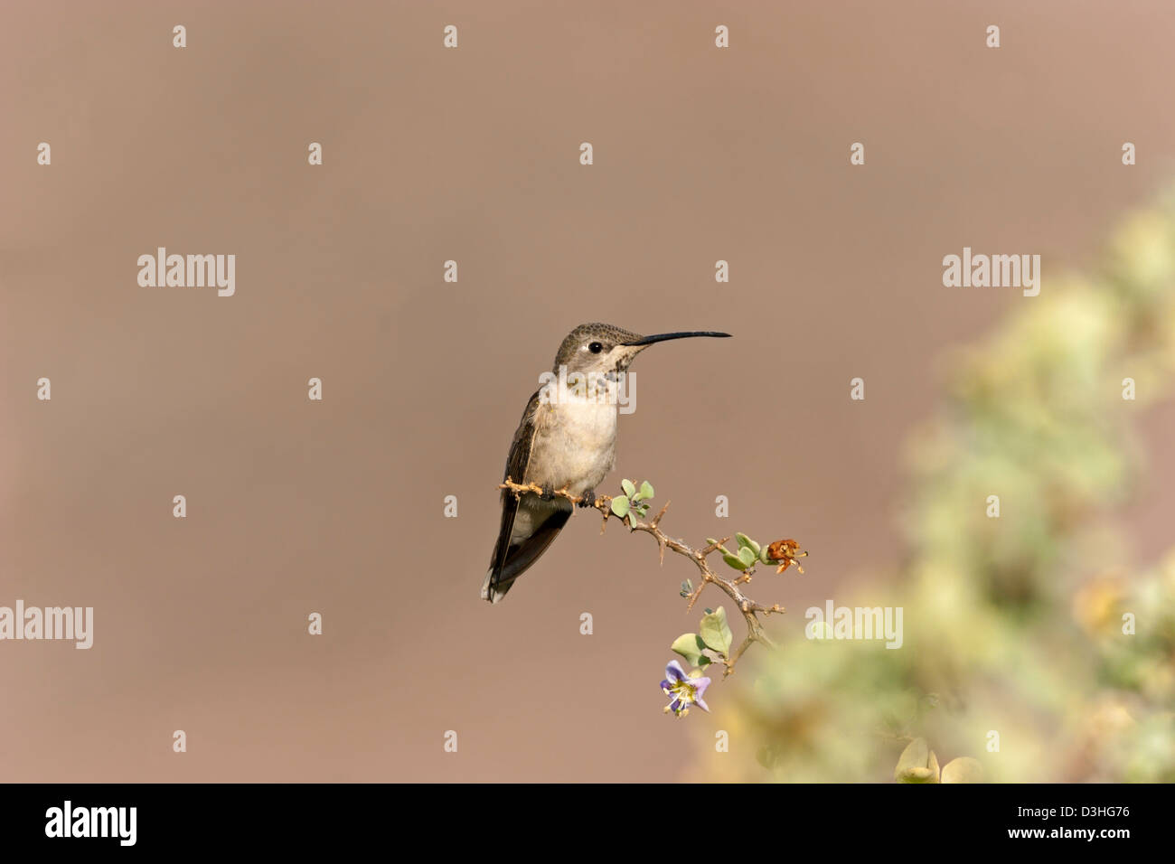 hummingbird Chile Taltal Stock Photo - Alamy