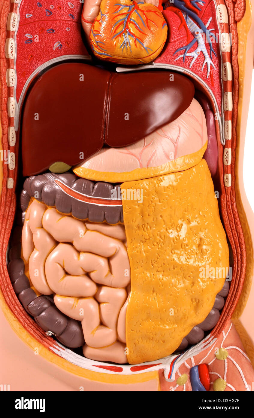 Peritoneum the bladder hi-res stock photography and images - Alamy