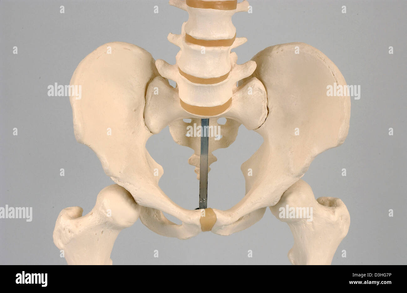 Lower spine pelvis skeleton hi-res stock photography and images - Alamy