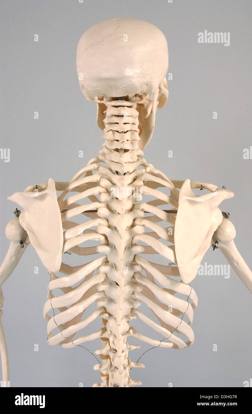 Bone structure healthy dorsal vertebra hi-res stock photography and ...