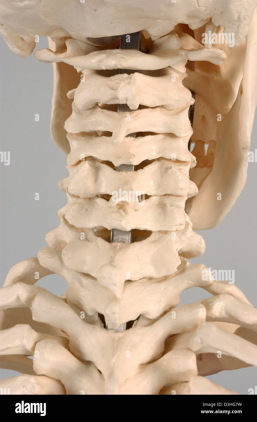 Bone structure healthy dorsal vertebra hi-res stock photography and images - Alamy