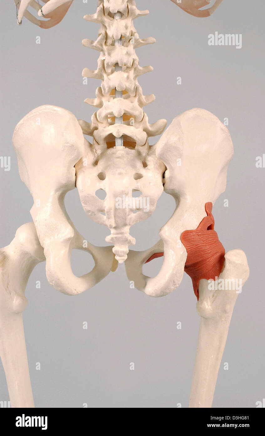 Pelvis and lower spine region hi-res stock photography and images - Alamy