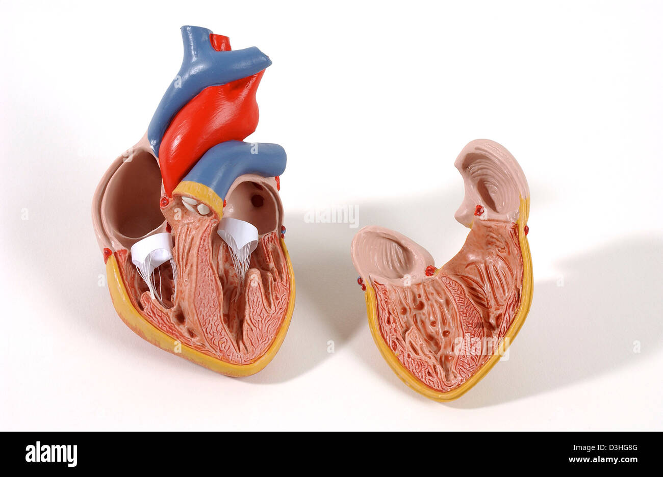 Papillary muscles chordae tendineae hi-res stock photography and images ...
