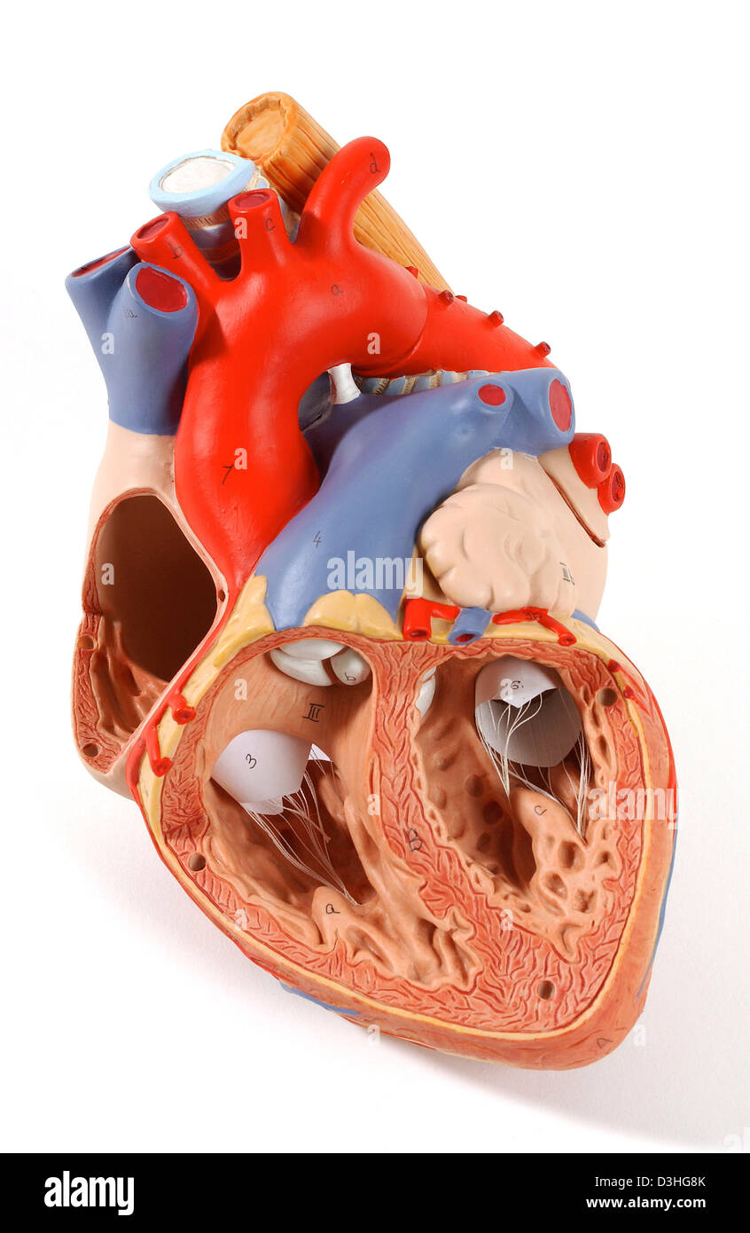 Chordae tendineae hi-res stock photography and images - Alamy